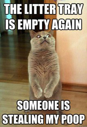 The litter tray is empty again | Funny Cat Pictures