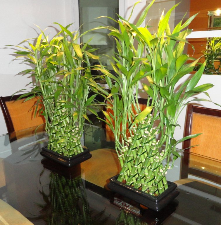 Nosso Jardim: Bambu da sorte