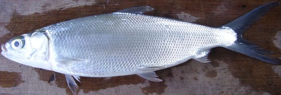 Something FISH-y about it