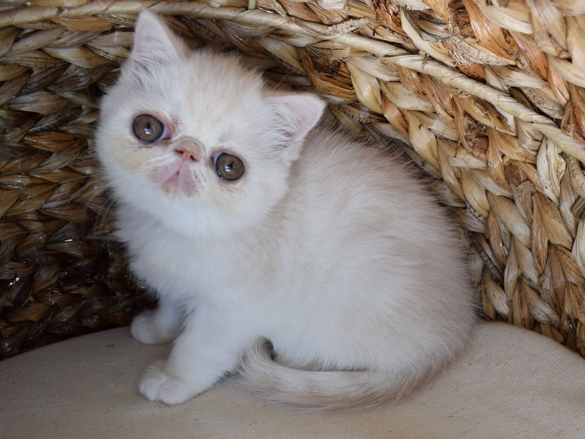 S*Atitza's Perser & Exotic: 2021