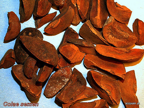 FARMAKOGNOSI : SIMPLISIA SEMEN: 3. COLAE SEMEN