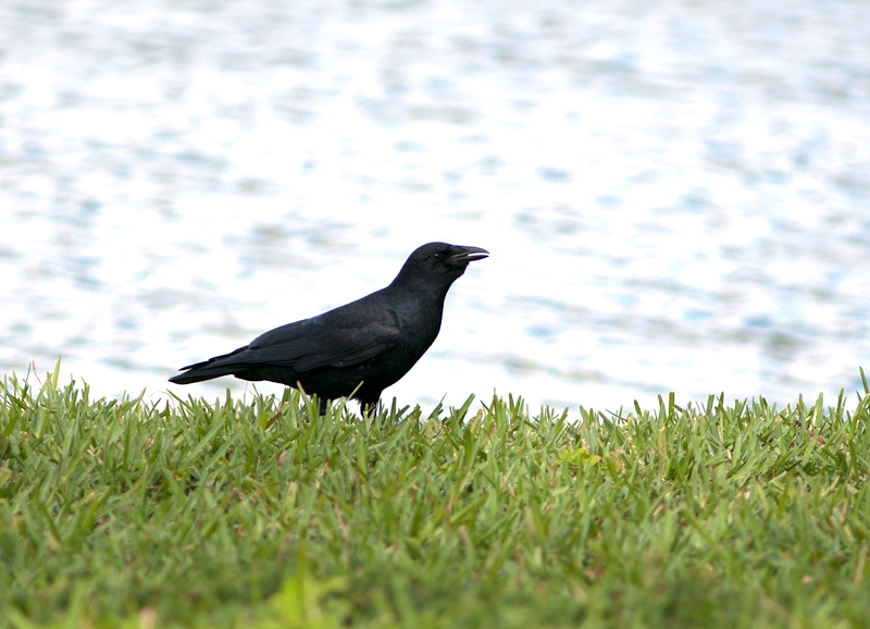 Birding for Conservation: Just a Fish Crow?