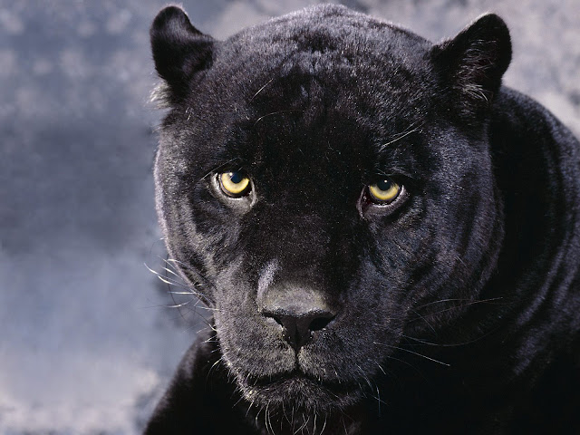 Big black panther Wallpaper - HD Wallpapers