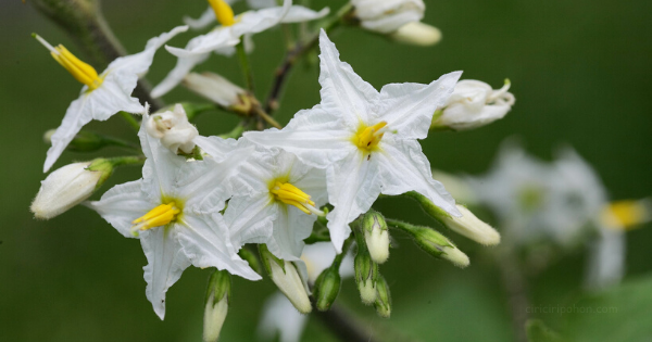 Ciri Ciri Pohon Takokak (Solanum torvum) Di Alam Liar - Ciriciripohon.com