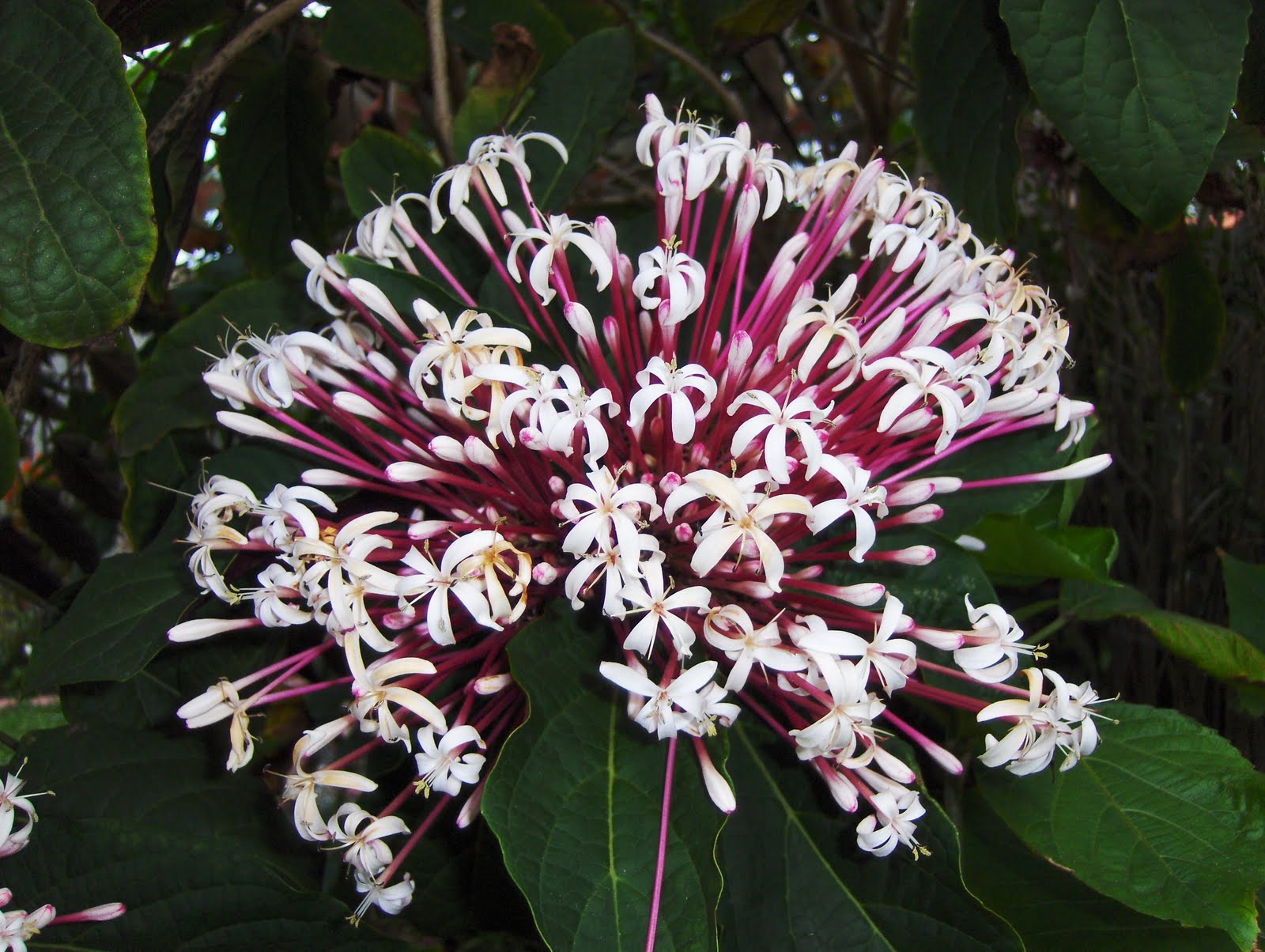 DragonFly Garden: Starburst or Shooting Star