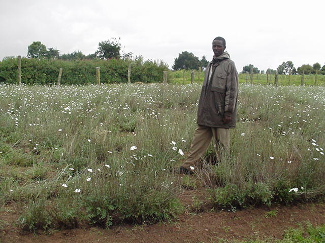 Xtremehorticulture of the Desert: 2020