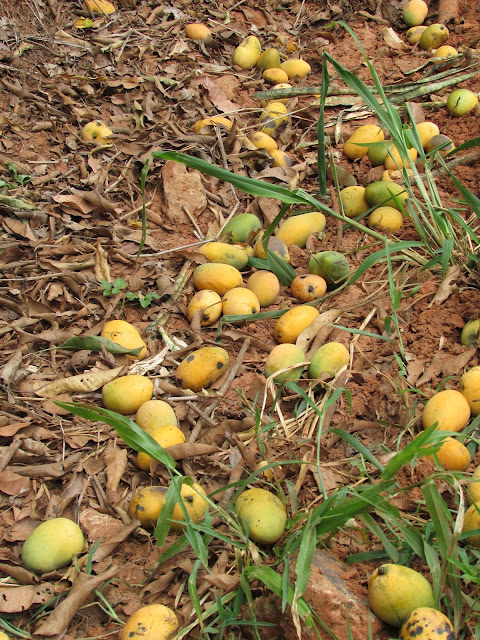 Back-to-the-Land in Brazil: On the Mango Trail