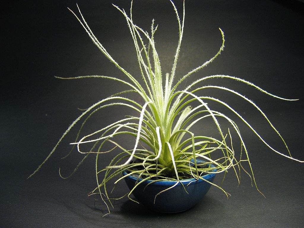 Tillandsia tectorum care and culture | Travaldo's blog