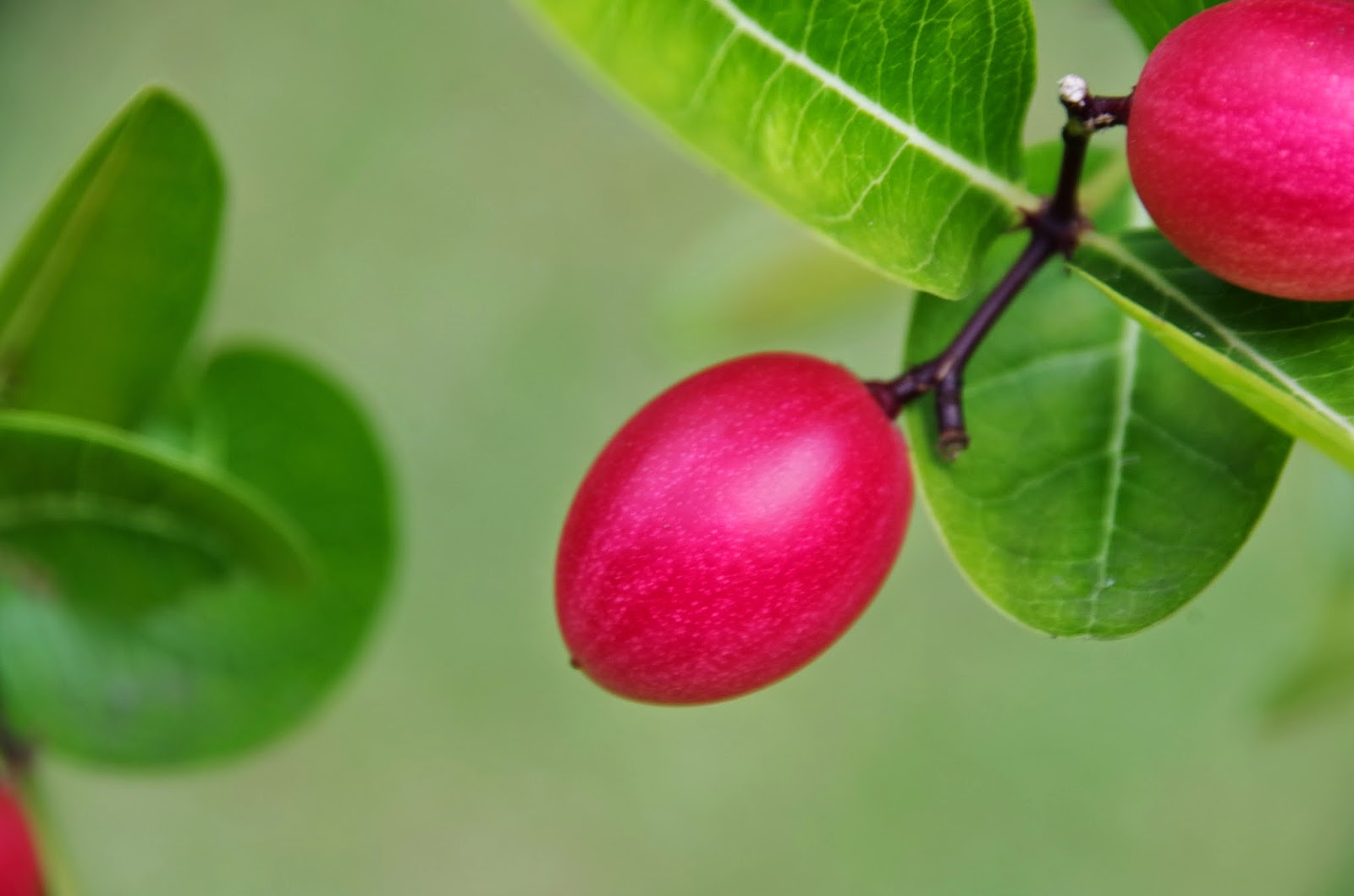 Trees and Plants: Karonda (Carissa Carandas)