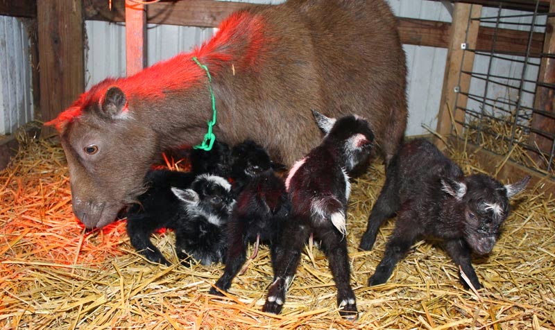 Antiquity Oaks: A second set of quintuplets!