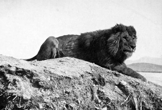 Abe's Animals: 8 lion species alive