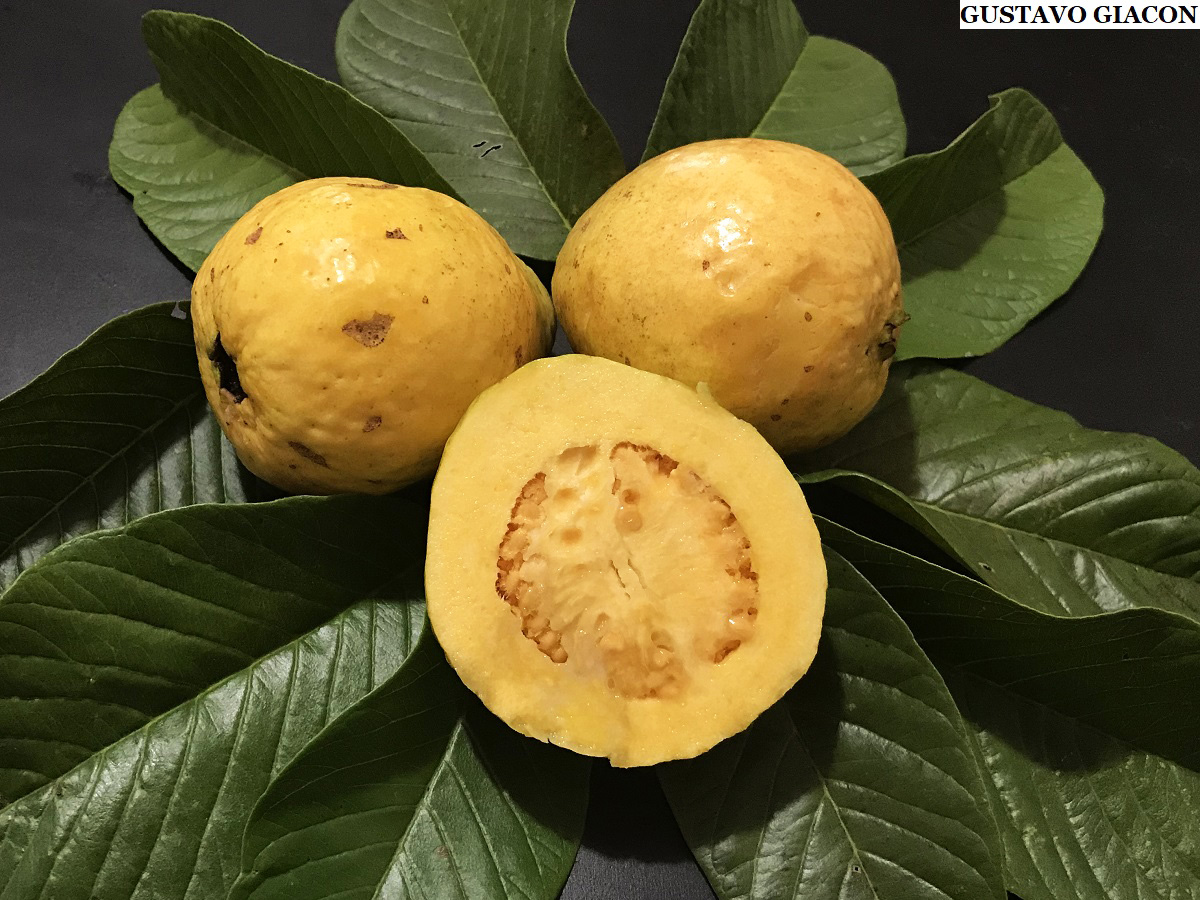 Viveiro Ciprest - Plantas Nativas e Exóticas: Goiaba Amarela Gema de ...