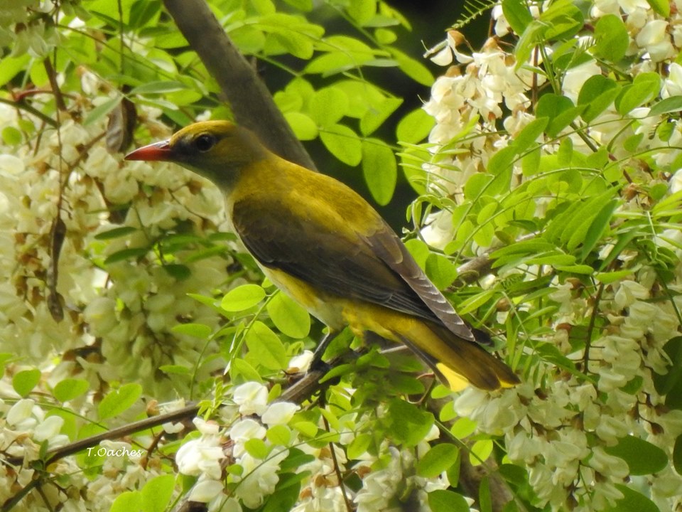 PASARI DIN ROMANIA: GRANGUR, Oriolus oriolus