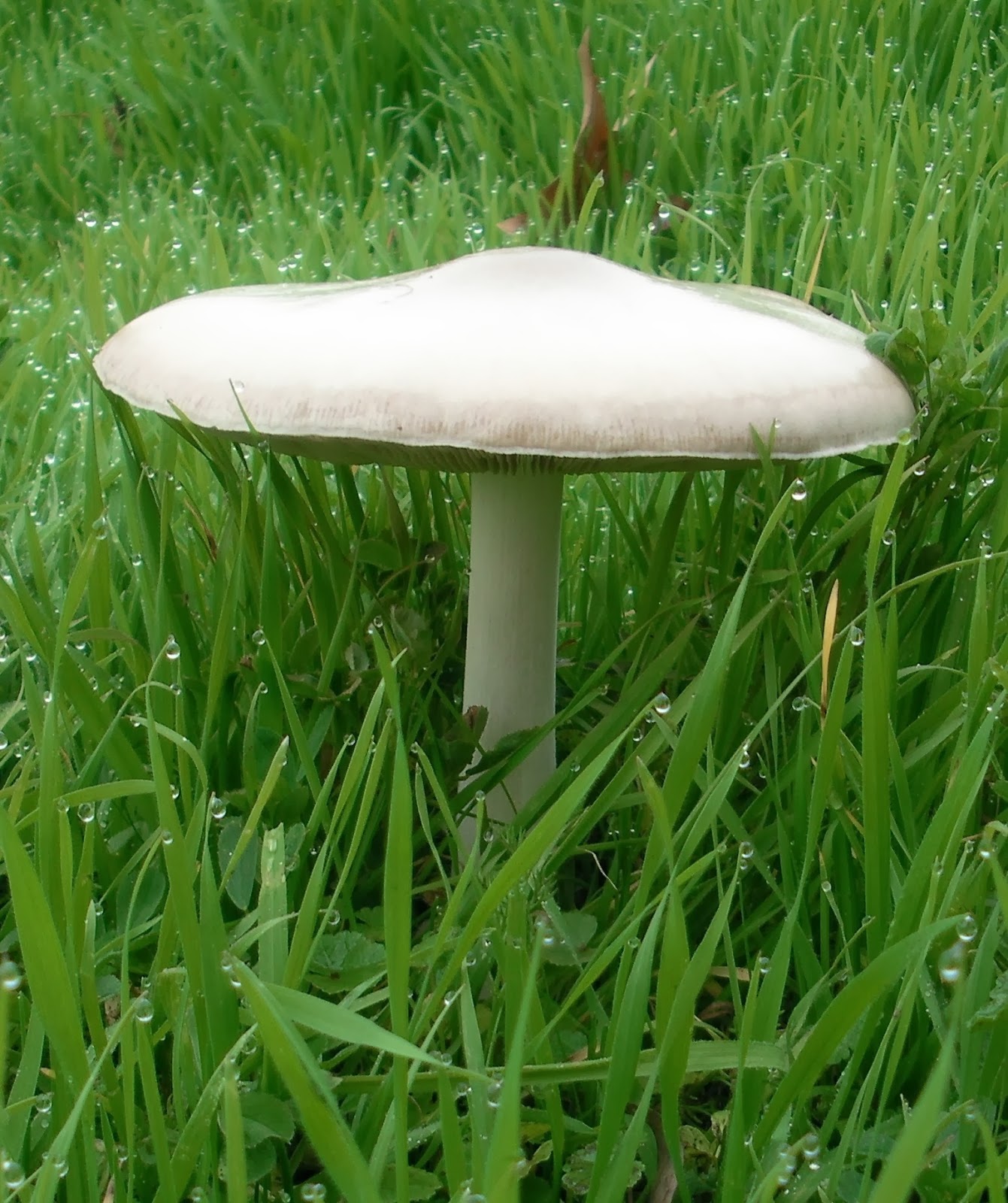 Diario AZprensa: El hongo más grande del mundo