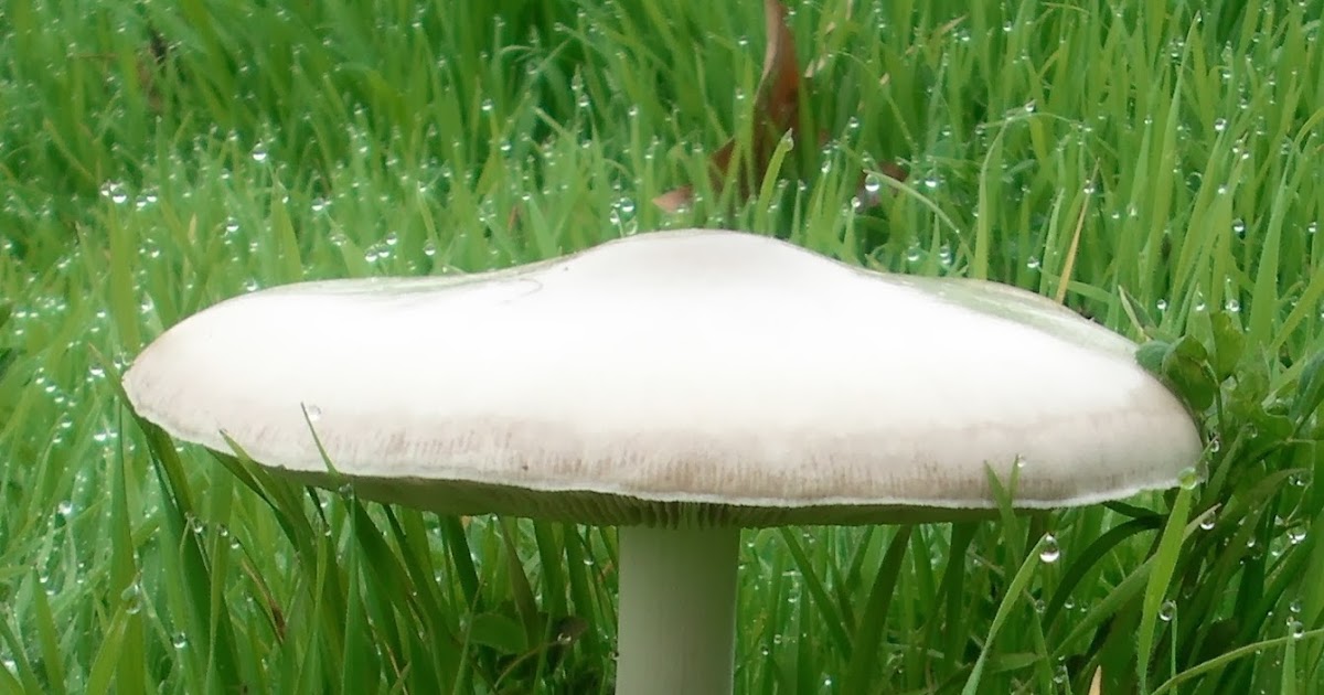 Diario AZprensa: El hongo más grande del mundo