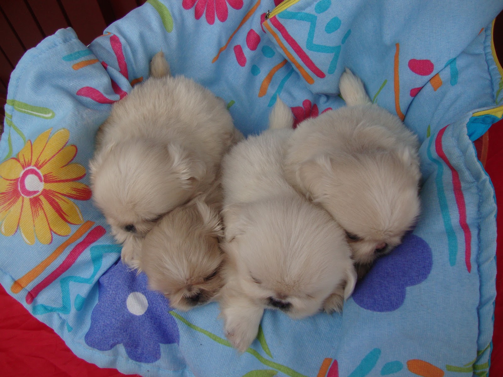 Lindos cães: Lindos Filhotes de Pequinês