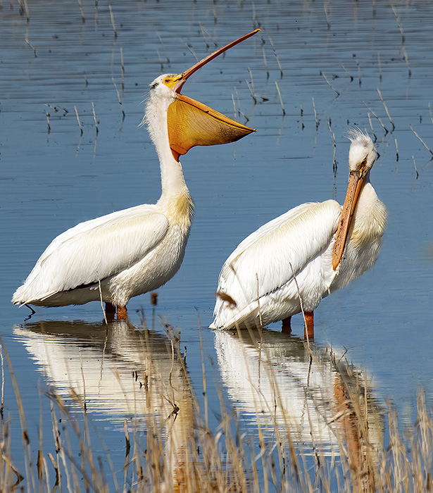 My Big Little World : American Pelicans Are Yawning, Streatching and ...