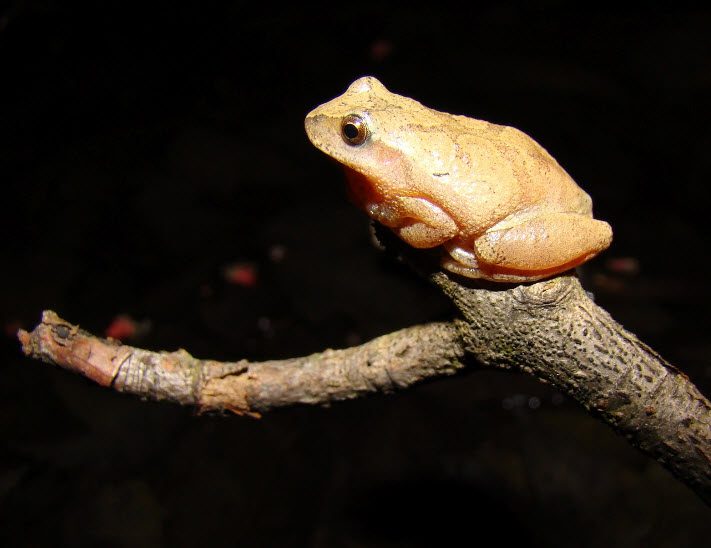 Spring Peeper | The Biggest Animals Kingdom