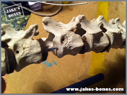 How I rearticulated my badger skeleton, part one : Jake's Bones