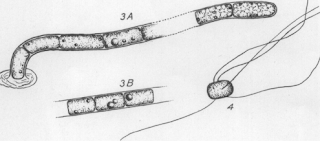 MicroBichos: Sphaerotilus natans, un microorganismo asociado a ...