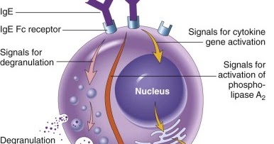 Pengertian dari Patogenesis dan Virulensi - Biologi Edukasi: Belajar ...