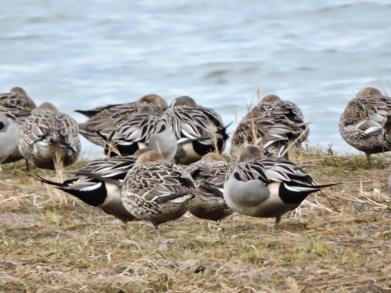 Scene Through My Eyes: Pintail Ducks