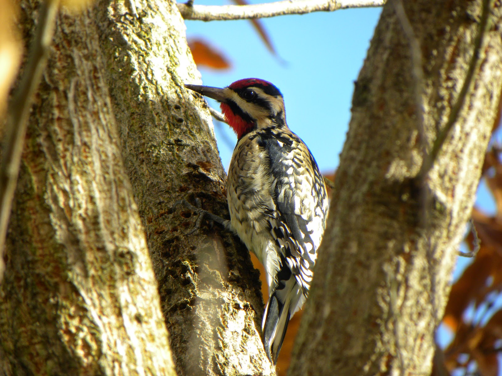On the Wing: Share Your Nature Photos at the Library: April 21, 2014