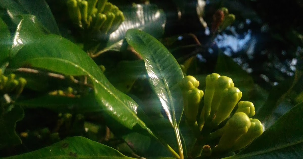 ciri ciri tanaman cengkeh - Budidaya tanaman