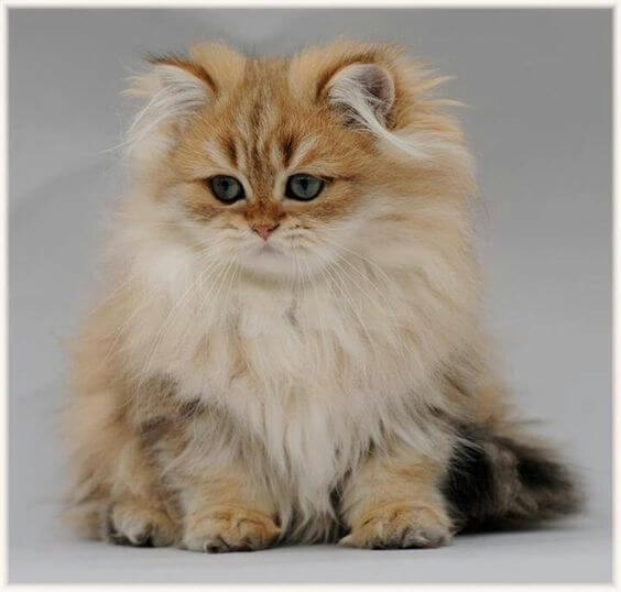 Types of race cats - Cat World