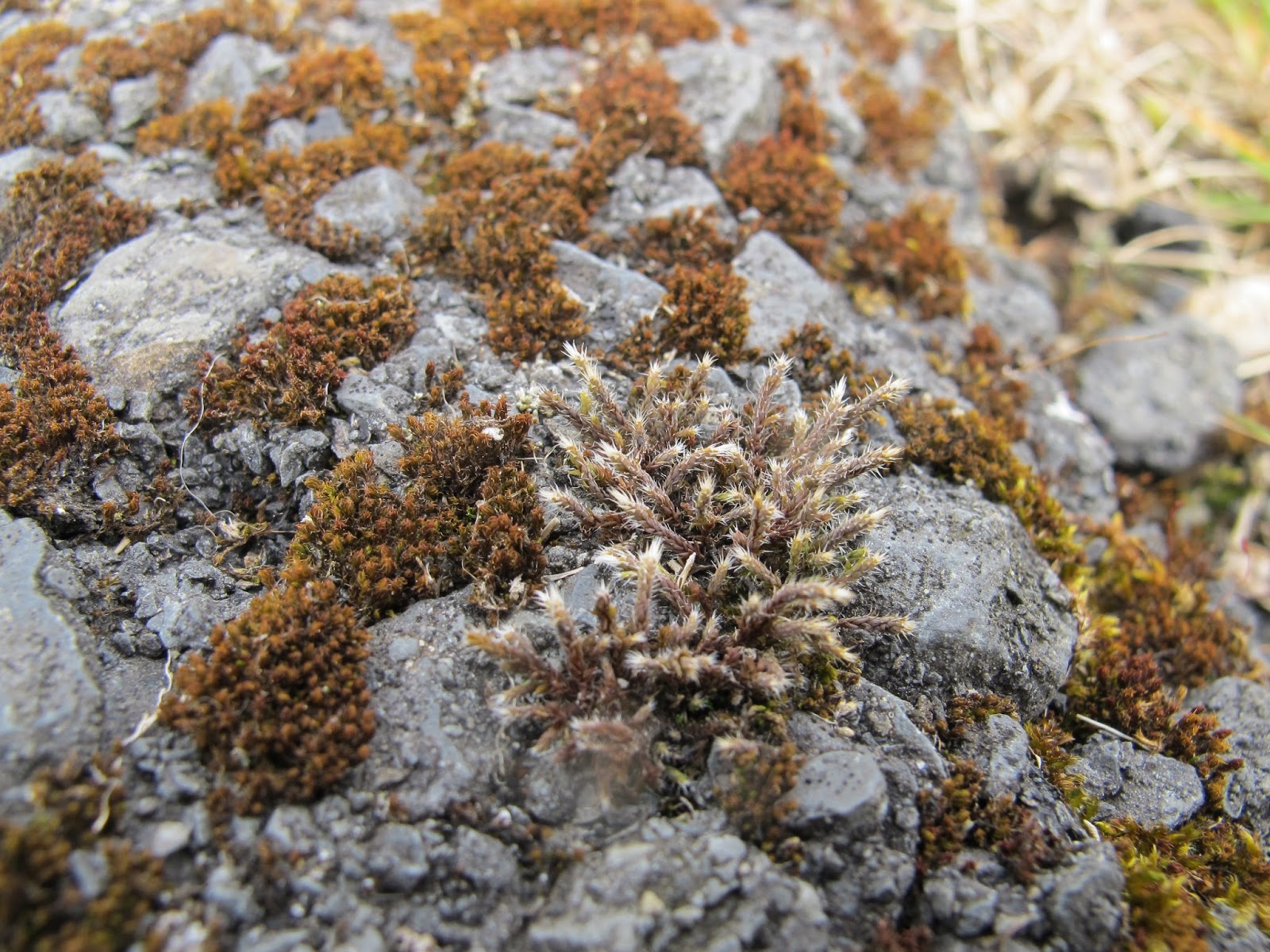 South Wales Bryophytes: Mining for moss