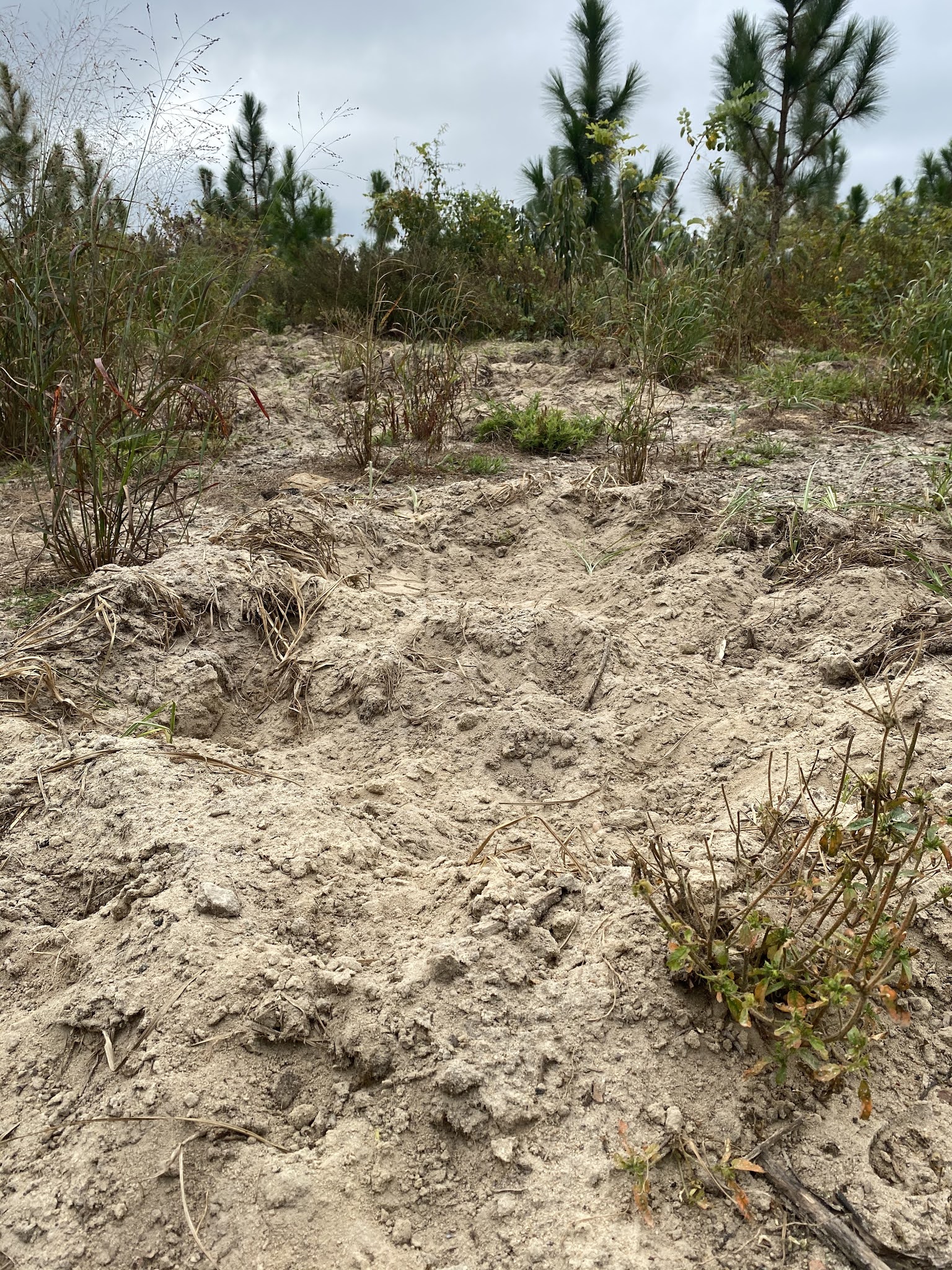 Feral Pigs Go Hog Wild on Alabama