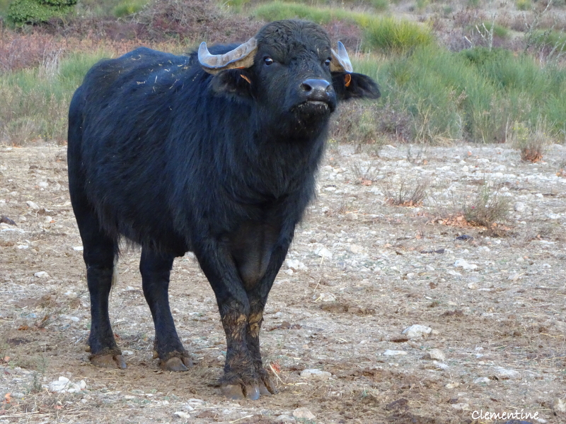 Le blog de Clementine: Elevage de bufflonnes par une famille italienne ...