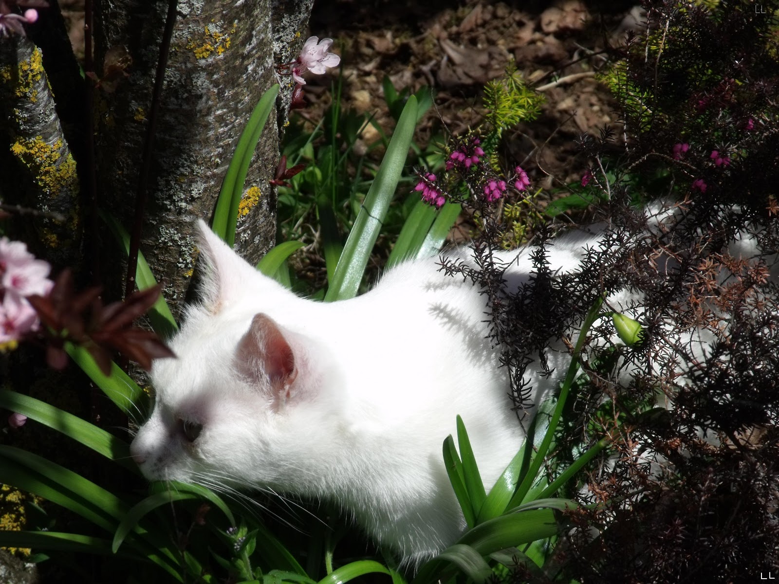 FABULO: JEU : "COMMENT CHAT VA