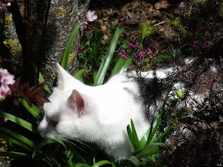 FABULO: JEU : "COMMENT CHAT VA