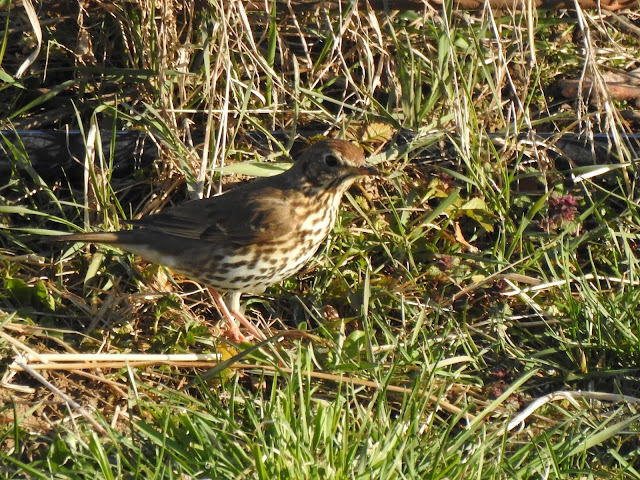 PASARI DIN ROMANIA: STURZ CANTATOR, Turdus philomelos