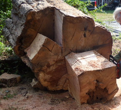 5 Acres & A Dream: What Dan Found Inside the Old Oak Tree