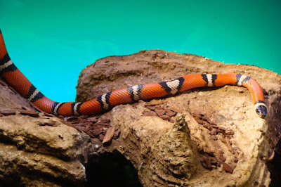 SERPIENTES DE TODO EL MUNDO: CULEBRAS