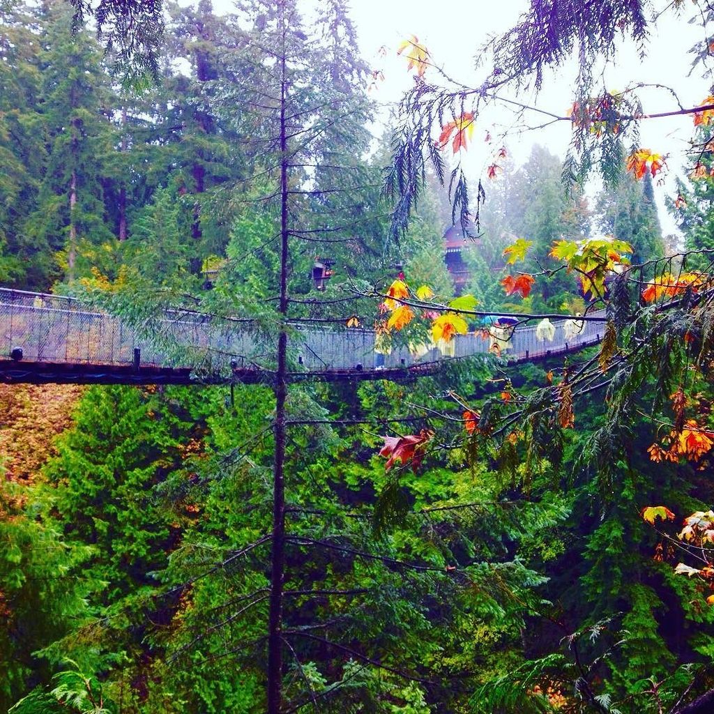 What to expect at Capilano Suspension Bridge - Vancouver - The ...