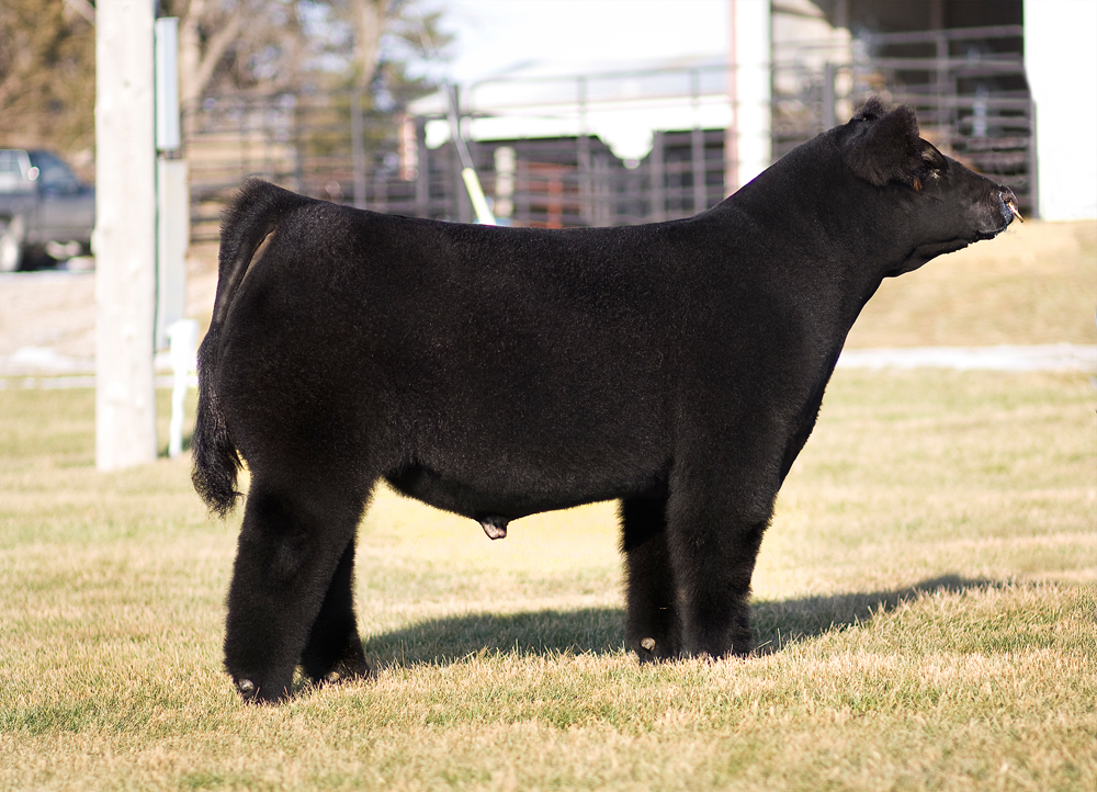 RCC Blog: Rodgers Bulls