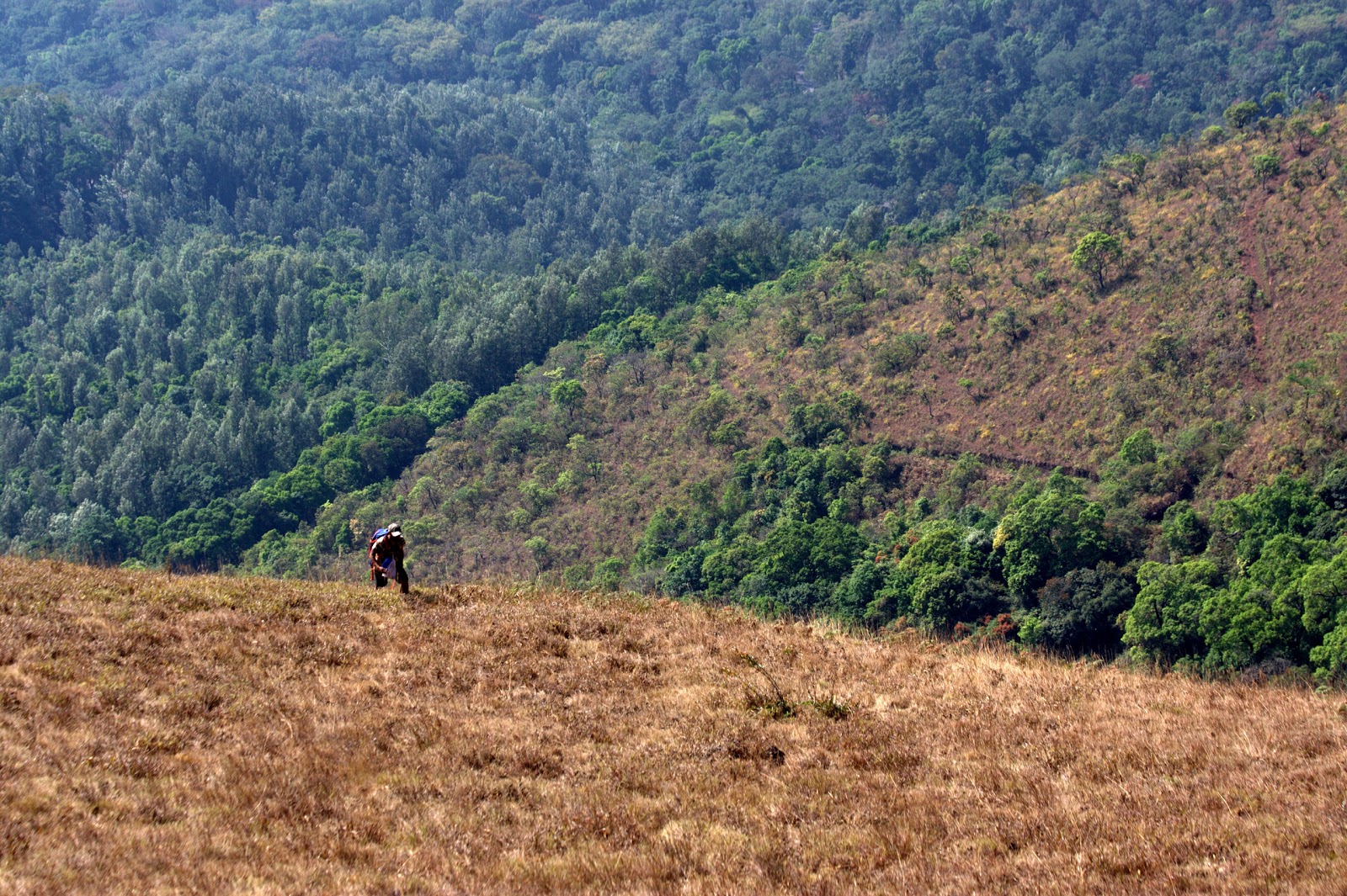 POORNA PRAJNA: Muthodi Forest and Mulliyangiri