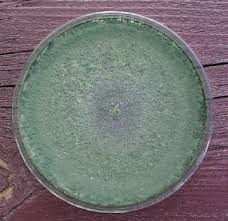 About Trichoderma Sp and Benefits for Organic Farming