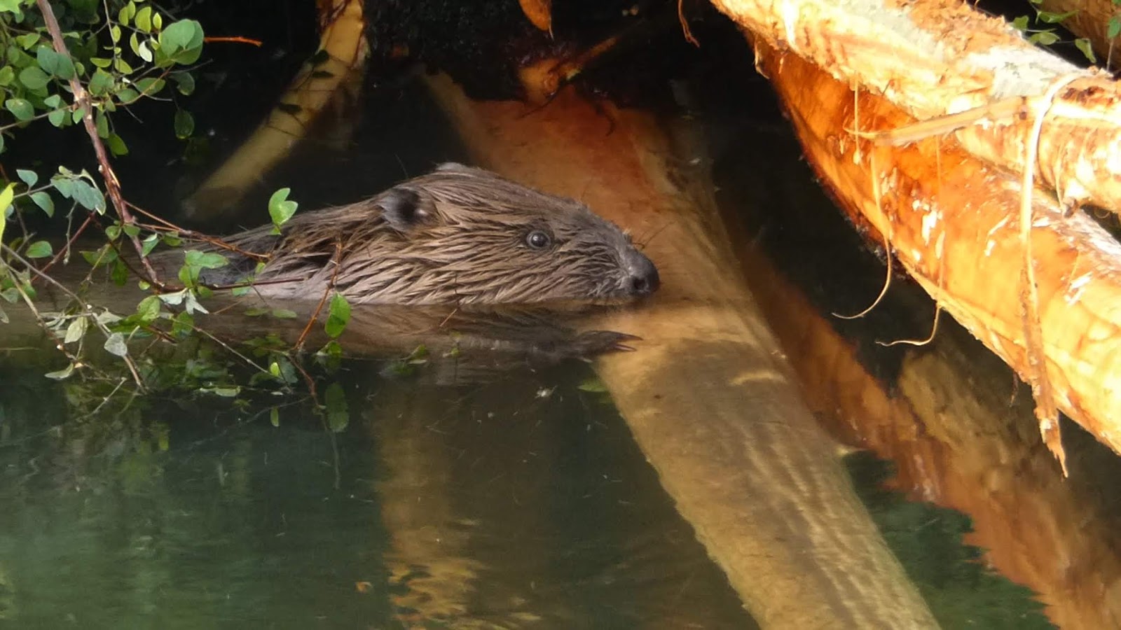 Natuurnotities Monique Smulders: Bevers in de Geul