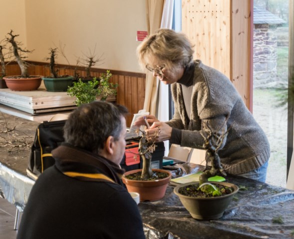 Brocéliande Bonsai Club: Stage David Jamet