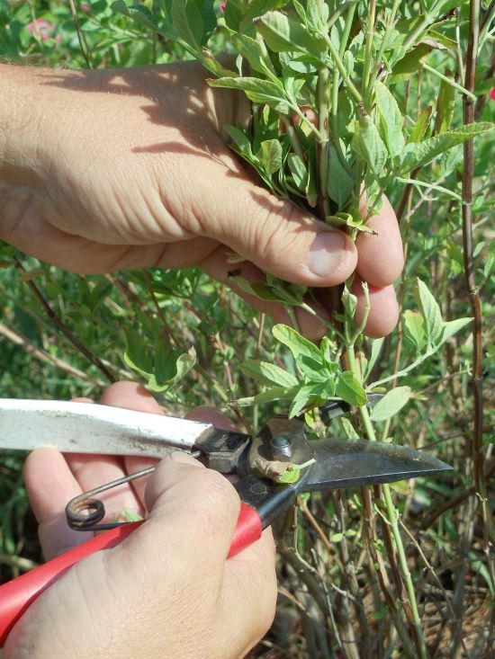 Dr. Dan's Garden Tips: Tips for Your July Gardening