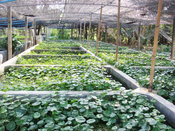 Berita TV Malaysia: Betta Fish farm model