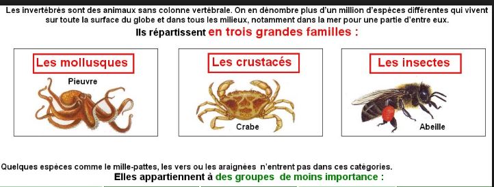 LE BLOG DE CUARTO CM1 ECOLE VALERA: UNITÉ 4 . LES ANIMAUX: CLASSIFICATIONS