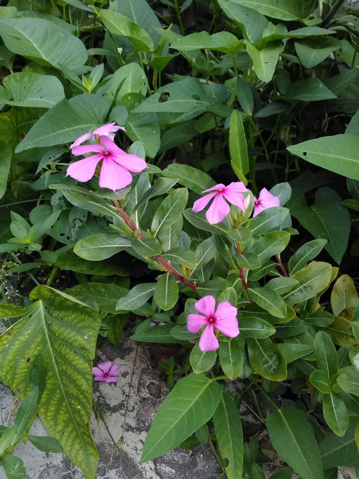 INILAH TANAMAN BUNGA LIAR JALANAN YANG TERLIHAT MENAWAN DI TAMAN ...