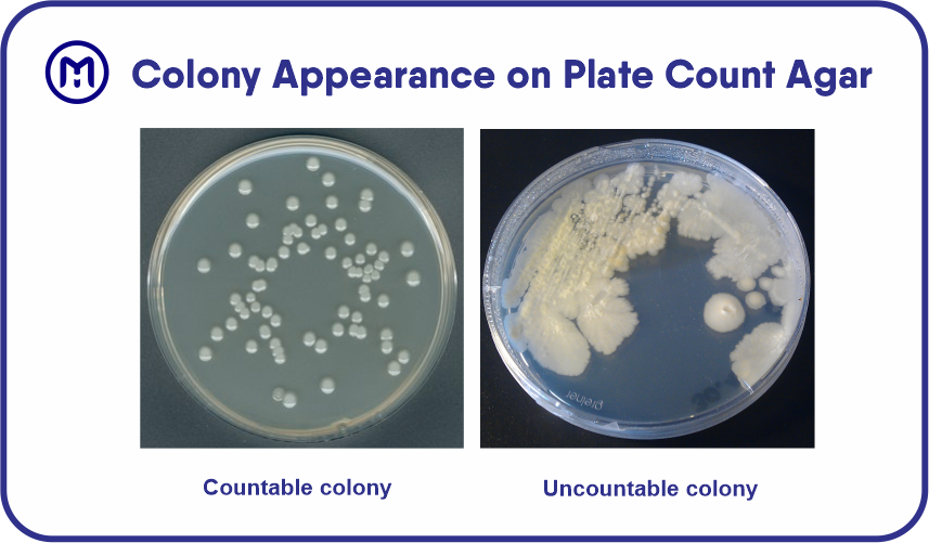 Plate Count Agar (PCA) - Definisi, Komposisi, Cara Pembuatan dan ...