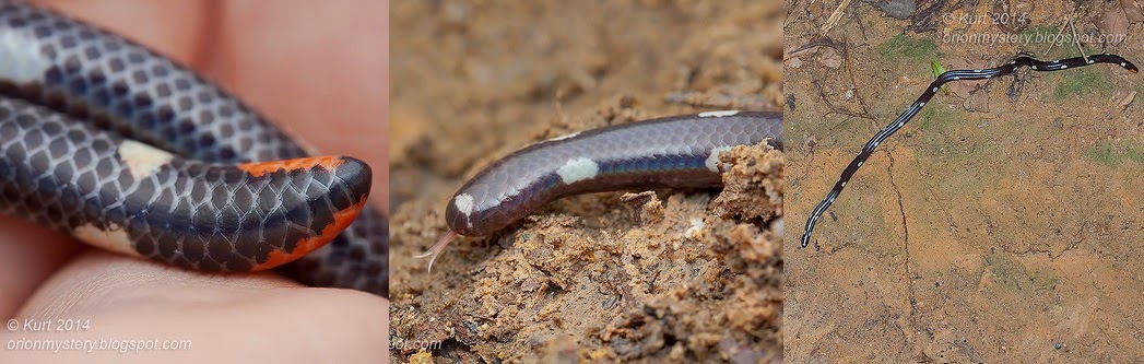 Life is short, but snakes are long: Dwarf pipesnakes