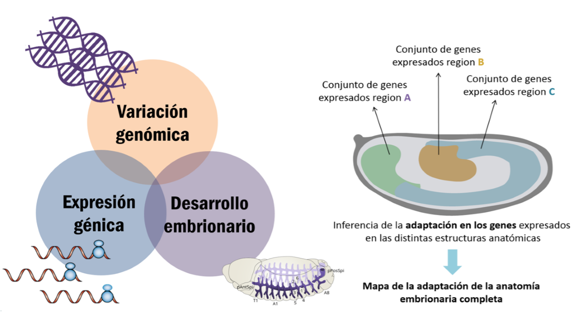 Biología del desarrollo, diferenciación y crecimiento celular